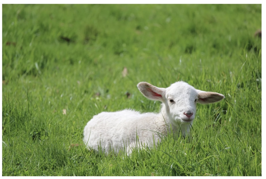 Daily Catholic Lectio. Fri, 3 January ’25. Lamb of God – Yesu Karunanidhi