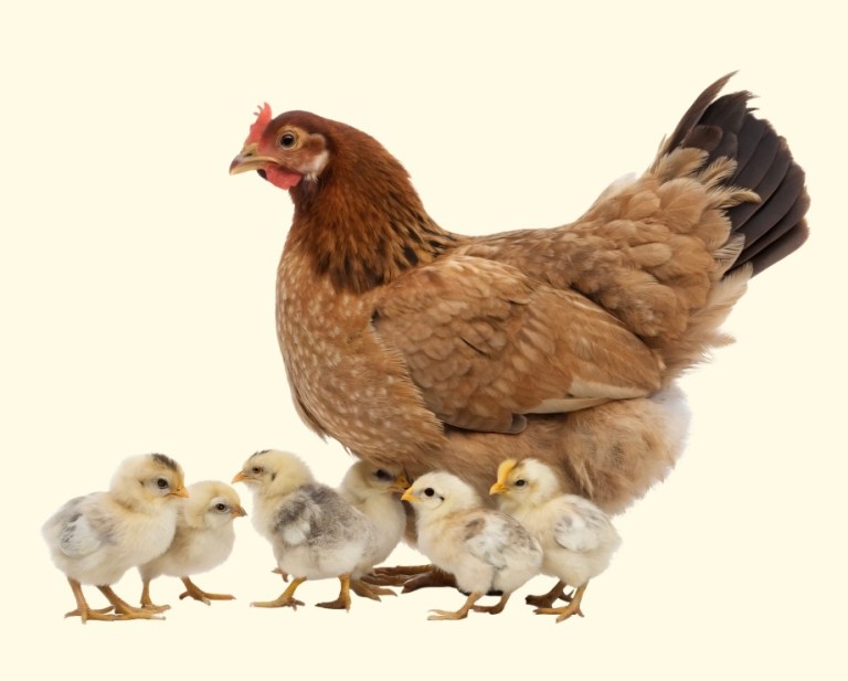 Daily Catholic Lectio. Thu, 30 October ’25. Love Conquers All – Yesu ...