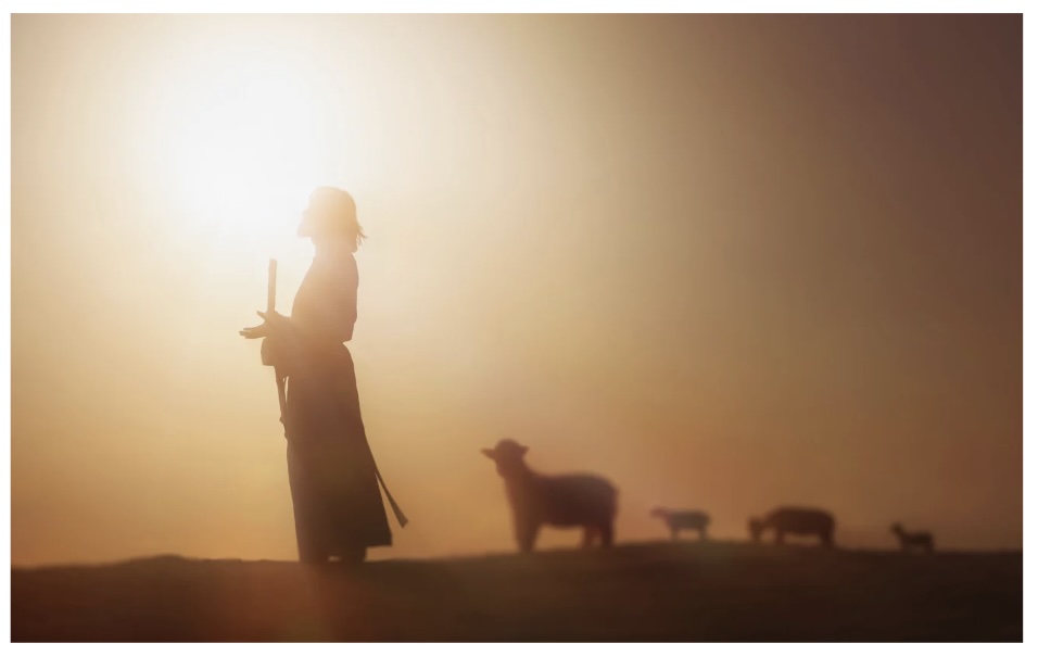 Daily Catholic Lectio. Sun, 14 June 2026. Like Sheep Without a Shepherd ...